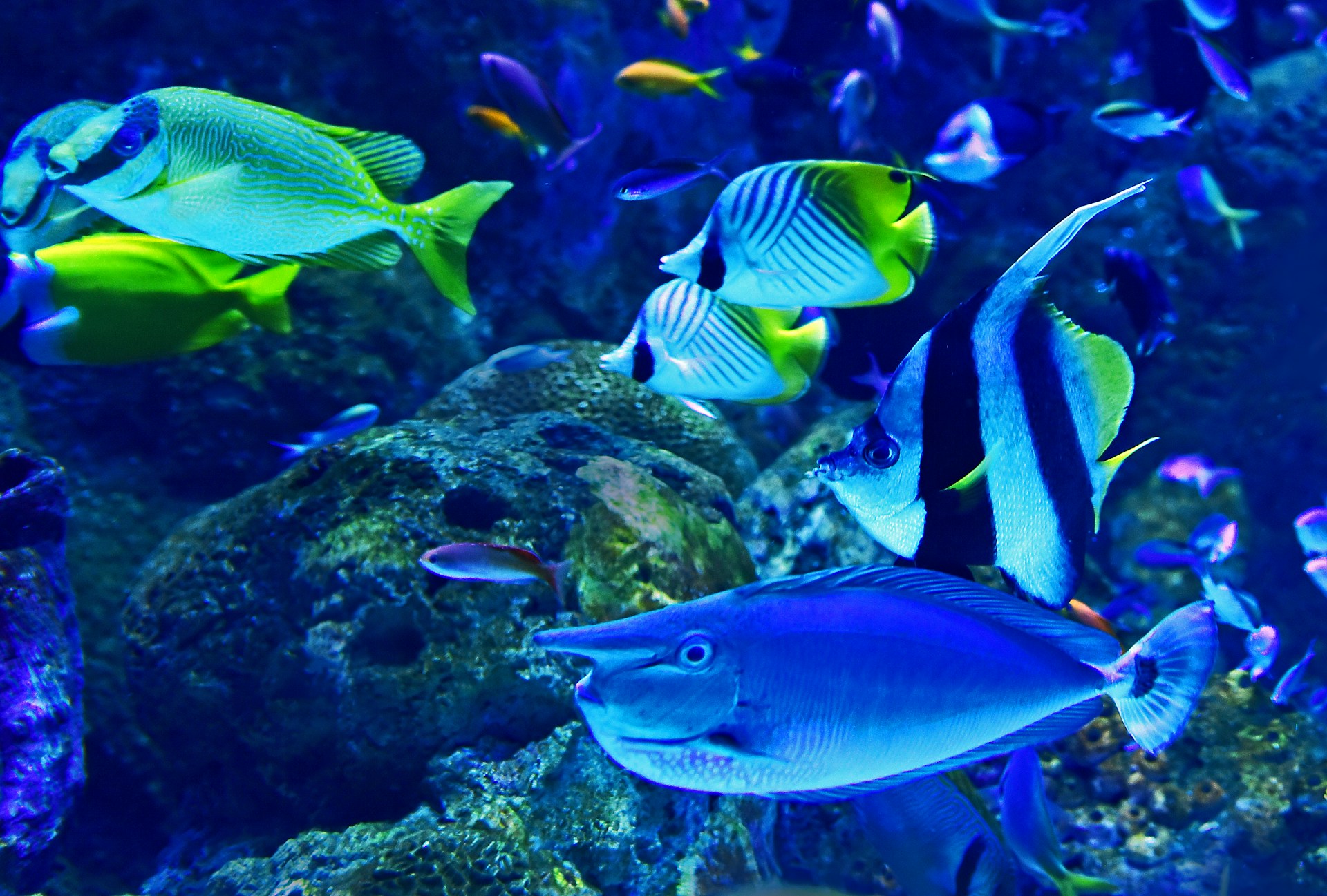 Les différents types de filtres pour aquarium : comment choisir le ...
